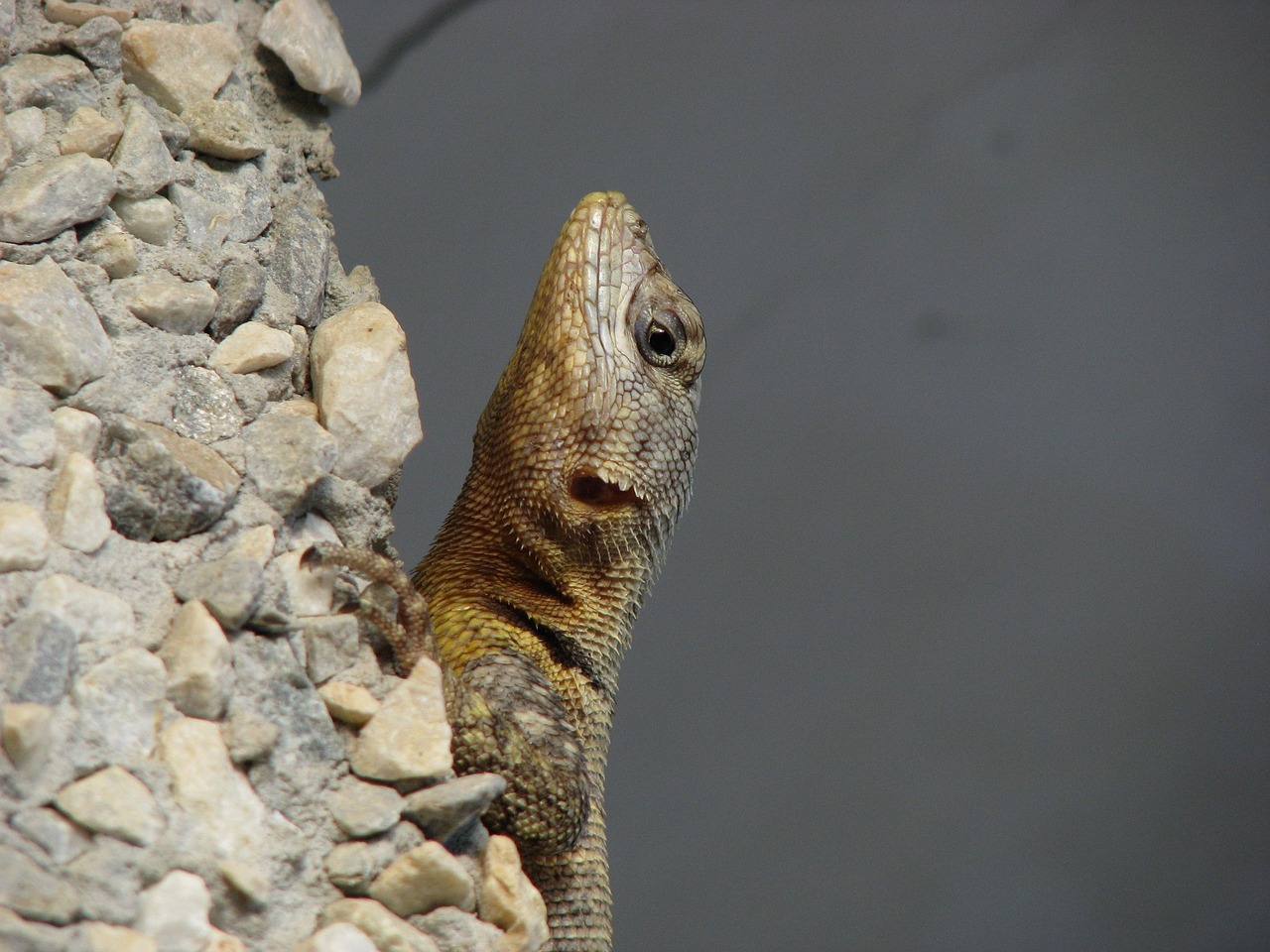 Lizard Animal Animals - Free photo on Pixabay - Pixabay