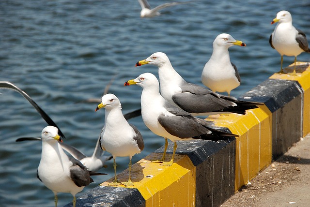 Gaviota Animal Nuevo Fauna - Foto gratis en Pixabay - Pixabay