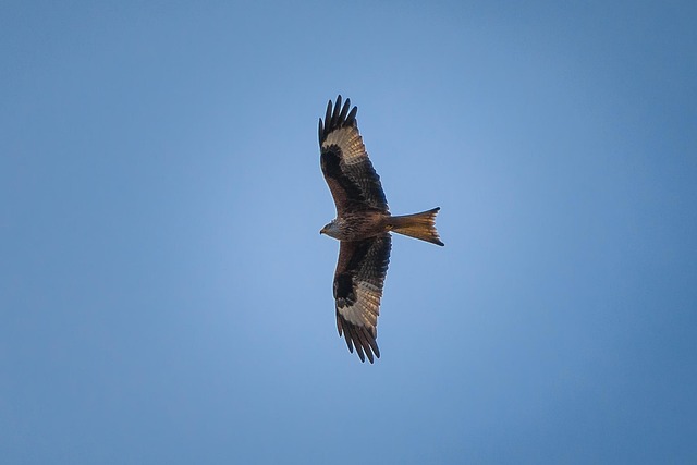Milan Red Birds Of Prey Bird - Free photo on Pixabay - Pixabay