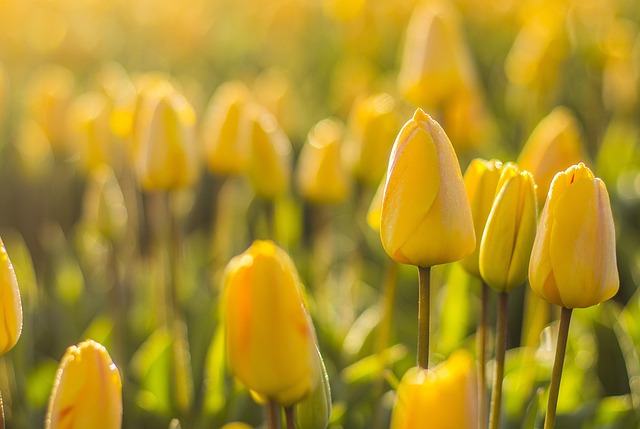 Belanda Tulip Bunga - Foto gratis di Pixabay