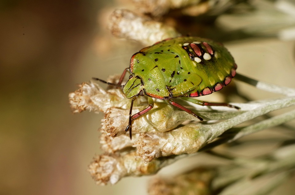 Insect Macro Insecten - Gratis foto op Pixabay - Pixabay
