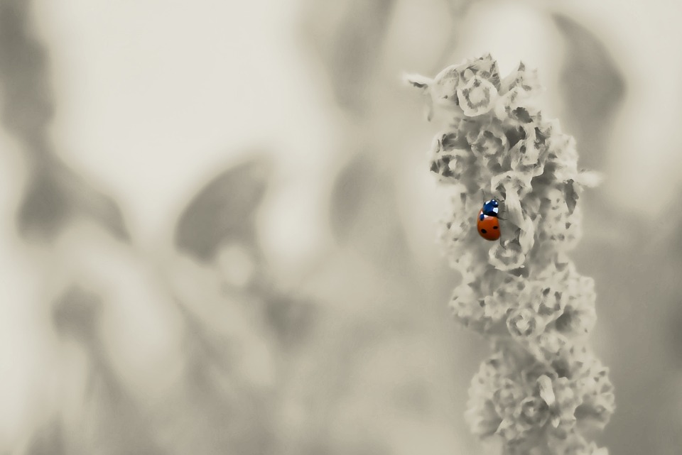 Coccinelle Jardin Insecte - Photo gratuite sur Pixabay