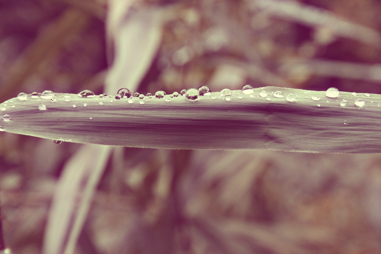 Just Add Water Tau Regen - Kostenloses Foto auf Pixabay