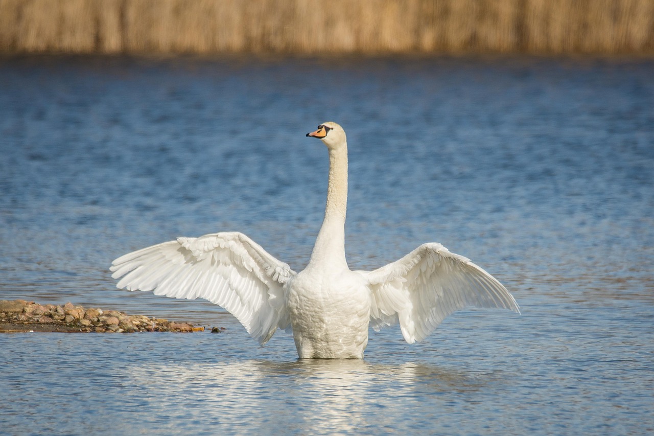 Swan Lake Flapping Its Wings - Free photo on Pixabay - Pixabay
