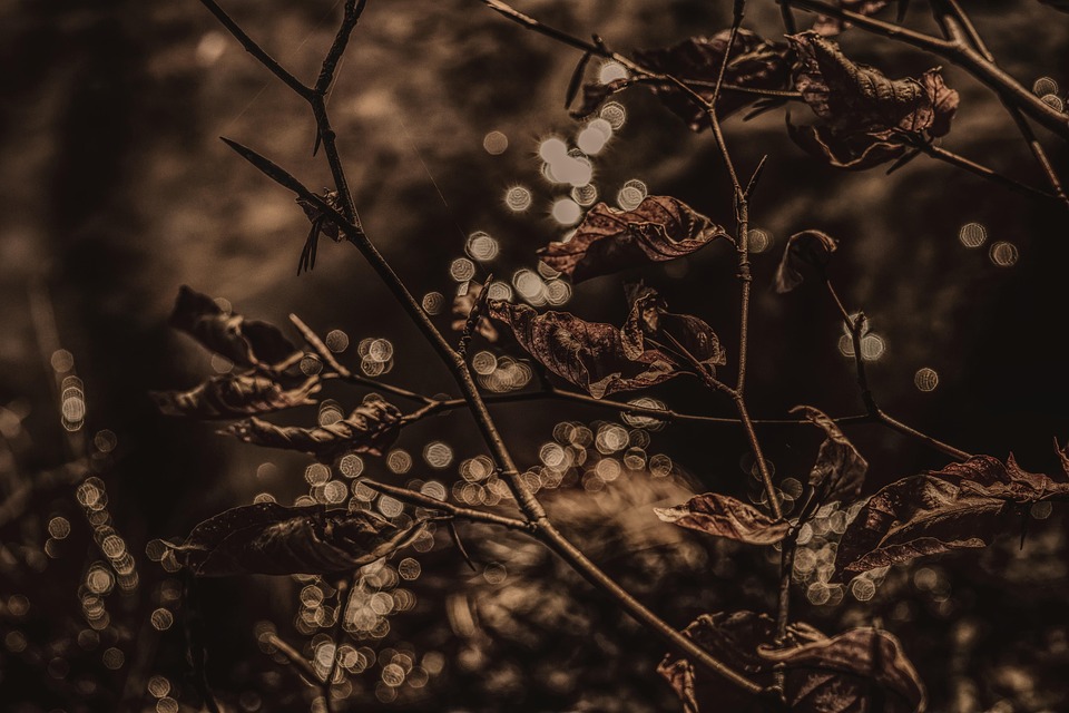 Leaves Reflections Autumn - Free photo on Pixabay