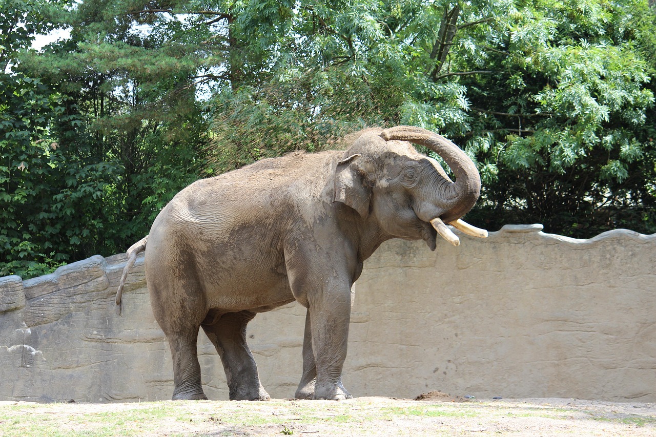 10.000+ kostenlose Hamburg Zoo Elefant und Elefant-Bilder - Pixabay