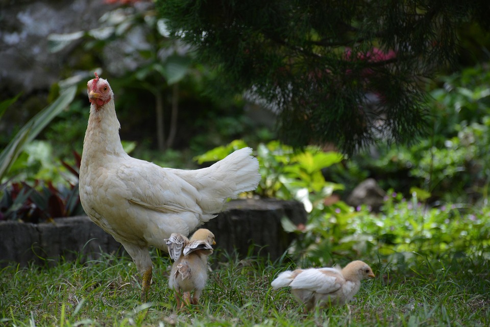 Animal Animals Chicken - Free photo on Pixabay - Pixabay