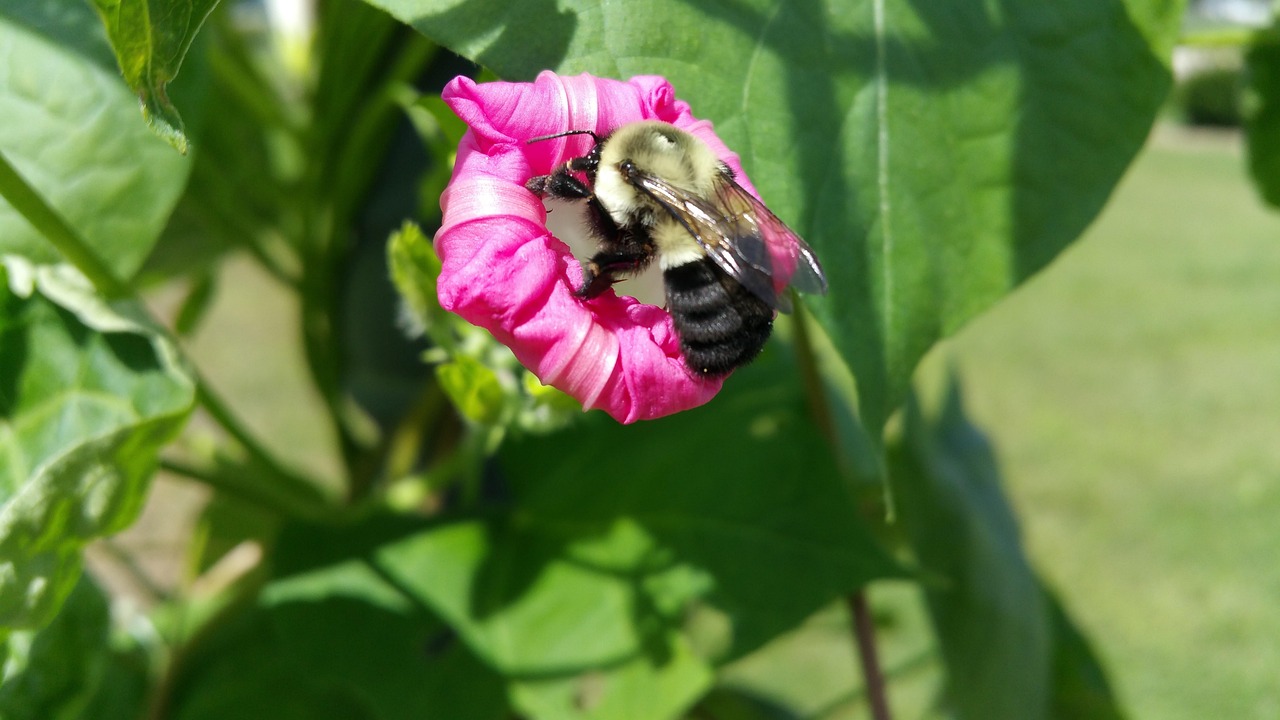 Bee Flower Nature - Free photo on Pixabay - Pixabay