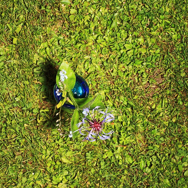 Flower From Above Grass Close - Free photo on Pixabay - Pixabay