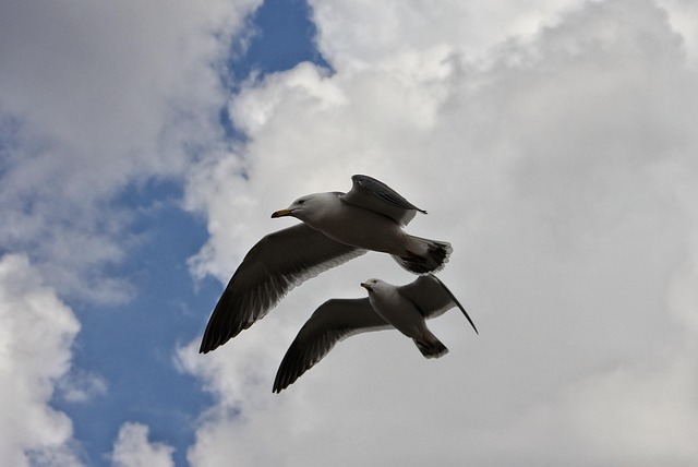 Animal Sky Cloud Sea - Free photo on Pixabay - Pixabay