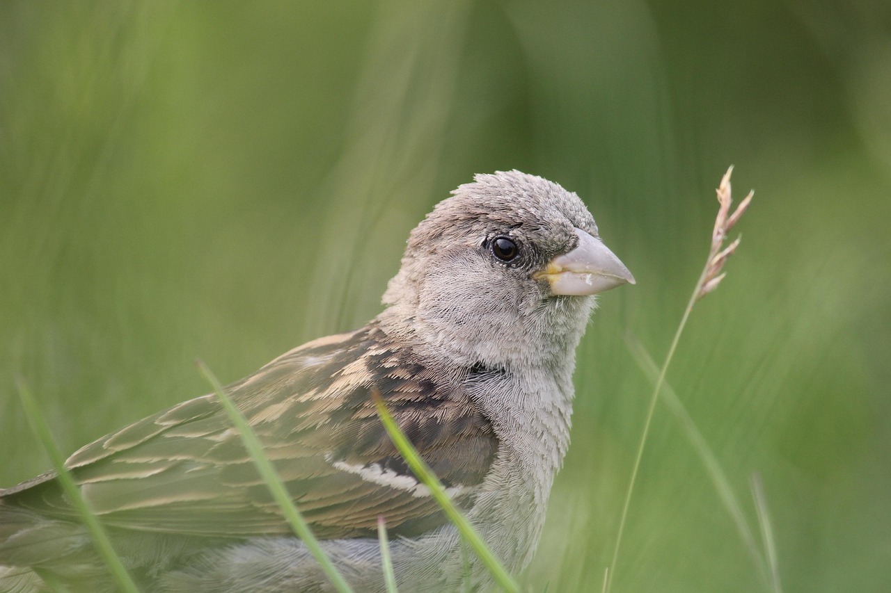 Sperling Sparrow Bird Close - Free photo on Pixabay - Pixabay