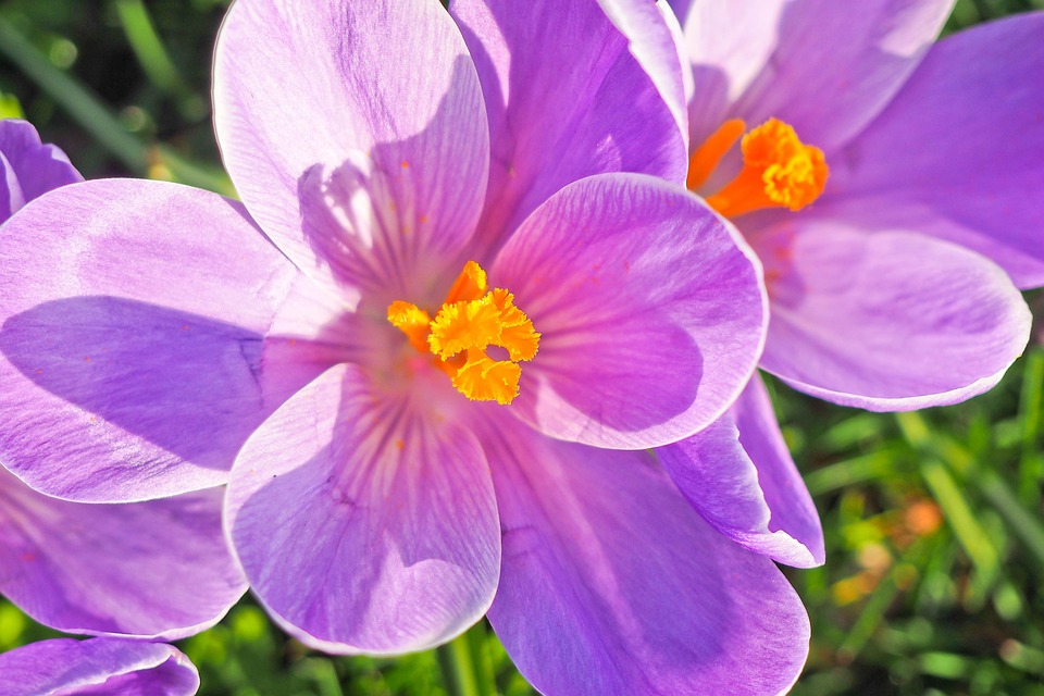 Crocus Fleur Printemps Le - Photo gratuite sur Pixabay - Pixabay