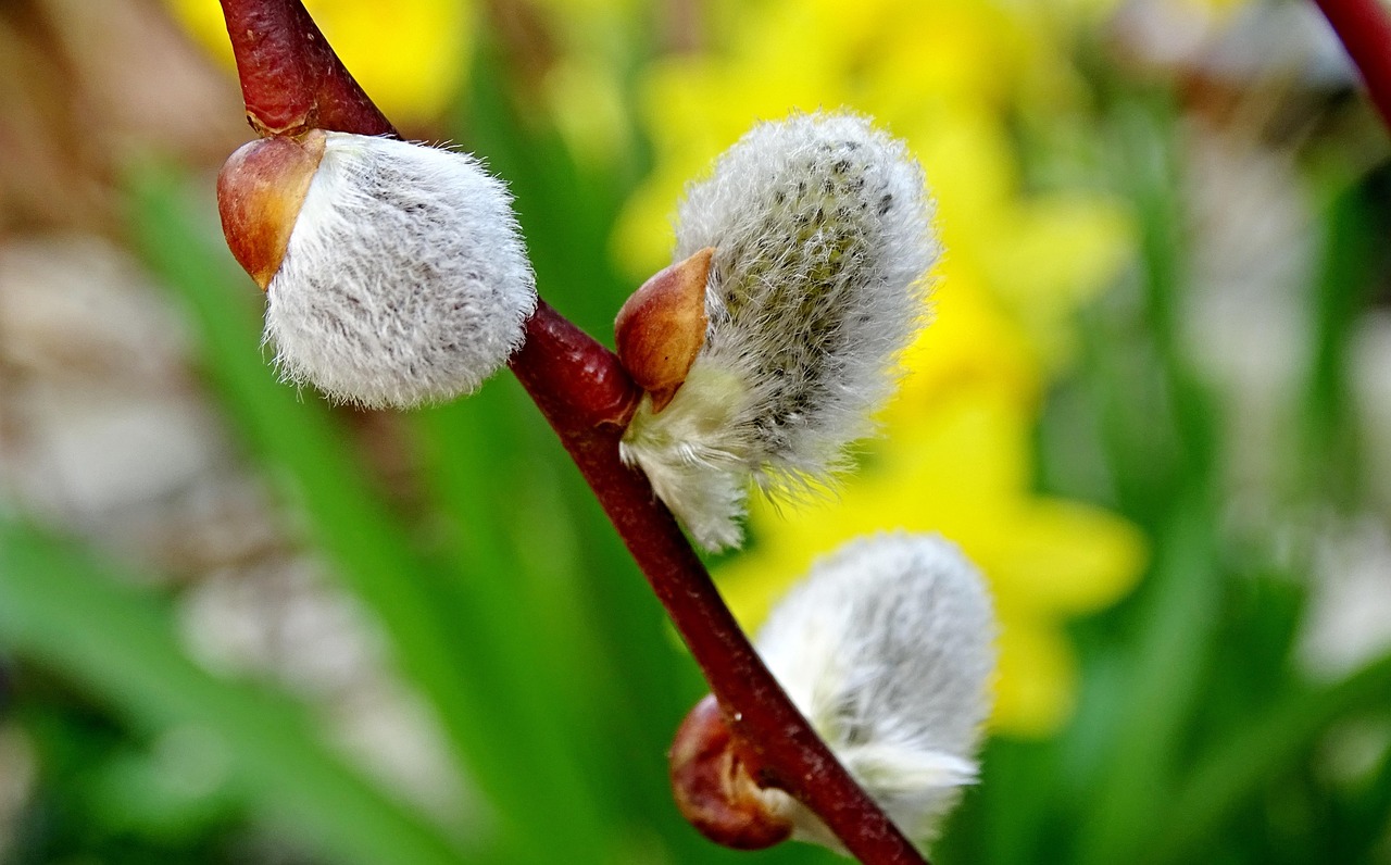 Willow Catkin Pasture Branch - Free photo on Pixabay