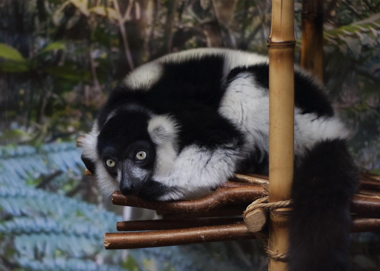 Lemur Kebun Binatang Hewan - Foto gratis di Pixabay - Pixabay