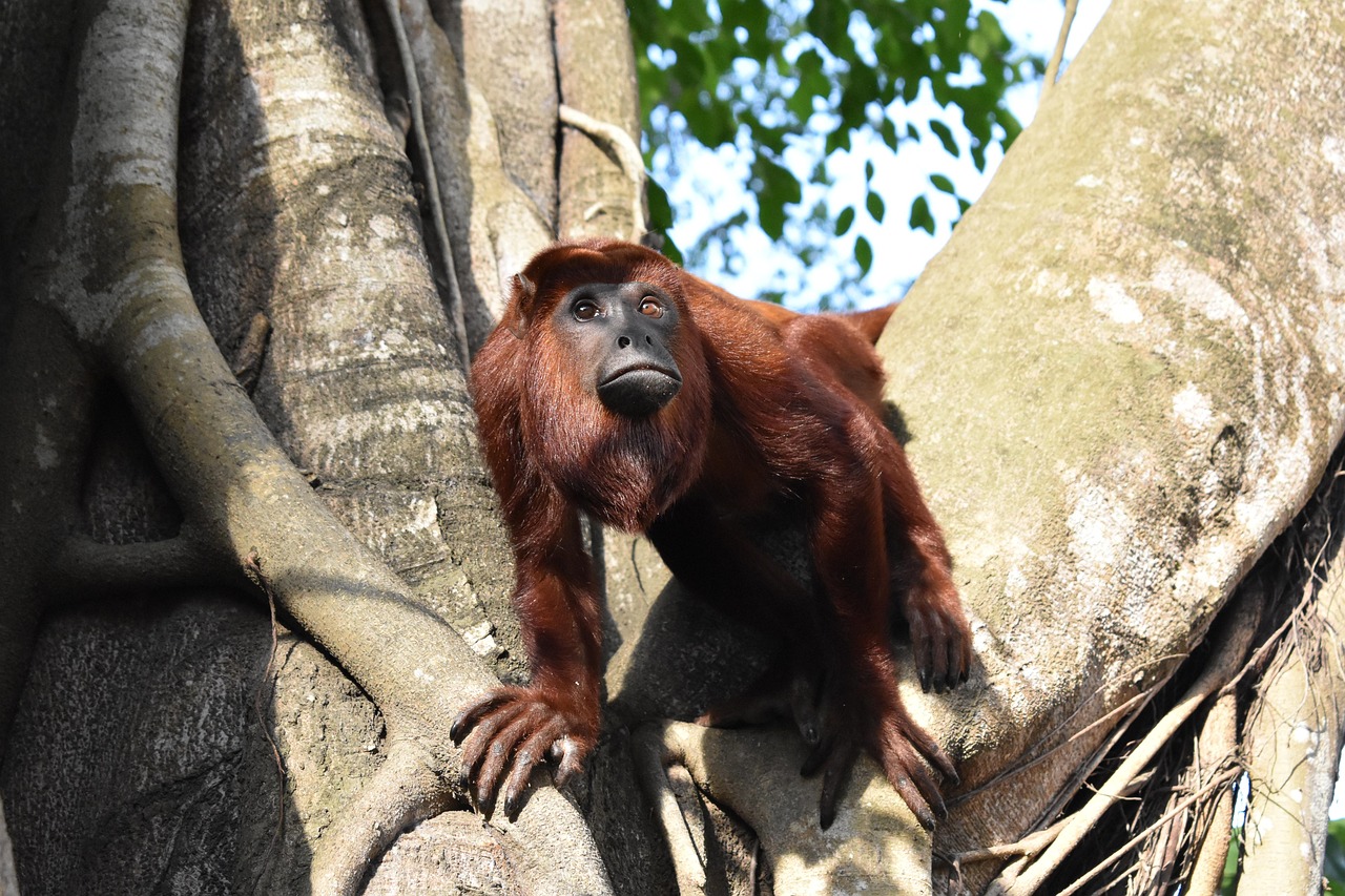 Mono Colorao Primate Monkey - Free photo on Pixabay - Pixabay