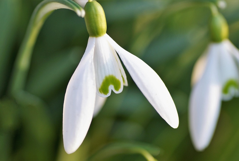 Snowdrop White Spring - Free photo on Pixabay