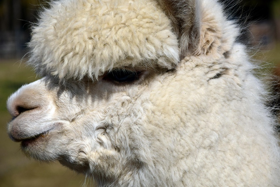 Alpaca Animal Lã - Foto gratuita no Pixabay - Pixabay
