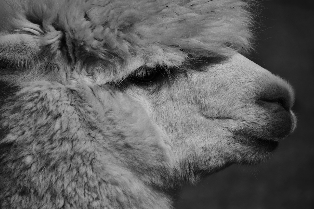 1.000+ kostenlose Alpaca und Alpaka-Bilder - Pixabay