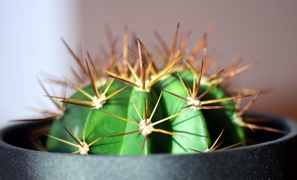 Cactus Spur Plant - Free photo on Pixabay - Pixabay