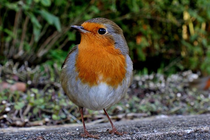 2,000+ Free Robin & Bird Images - Pixabay