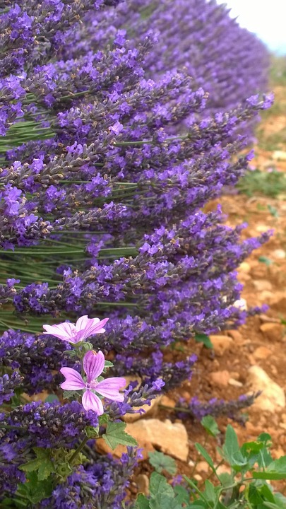 Lavender Bunga-Bunga - Foto gratis di Pixabay - Pixabay