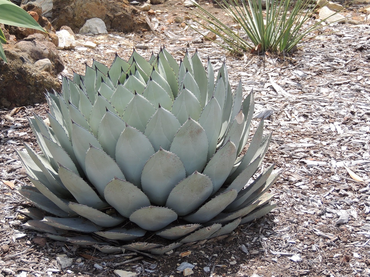 Pelota Cactus Planta - Foto gratis en Pixabay - Pixabay
