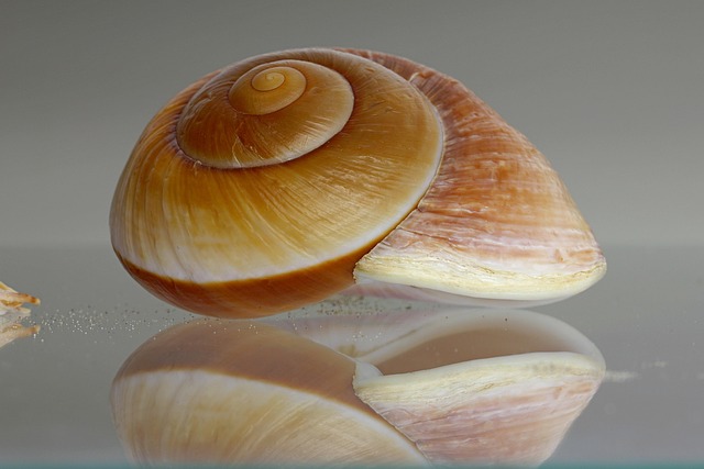 Deniz Salyangoz Kabuk - Pixabay'de ücretsiz fotoğraf - Pixabay