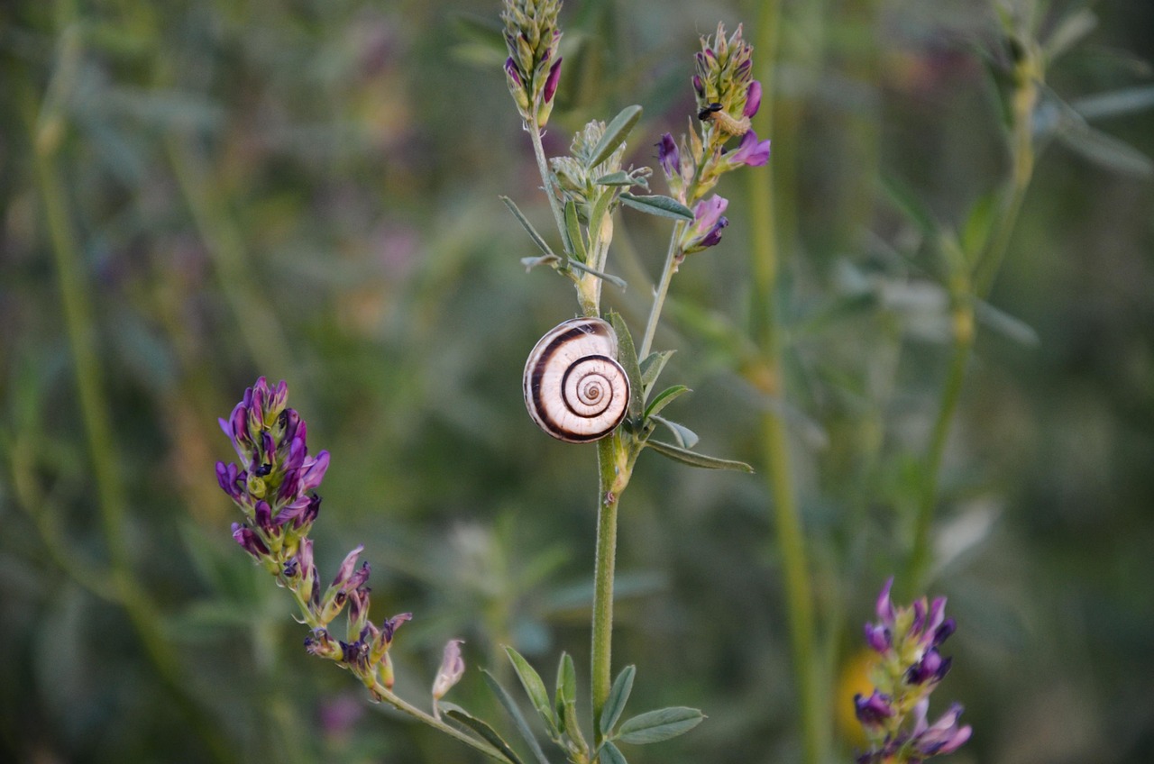 Snail Flower Leaf - Free photo on Pixabay - Pixabay