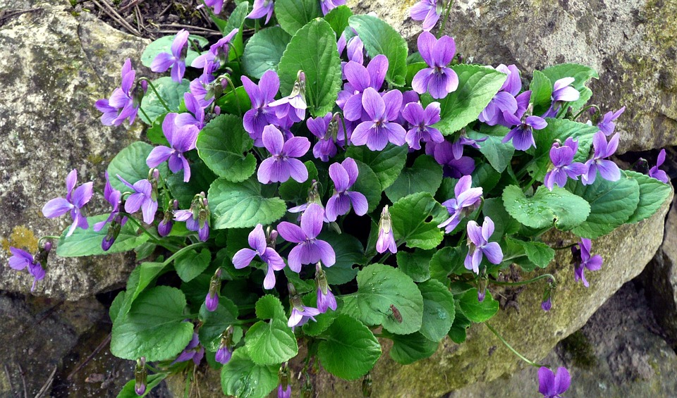 Violeta Primavera Presagio De - Foto gratis en Pixabay - Pixabay