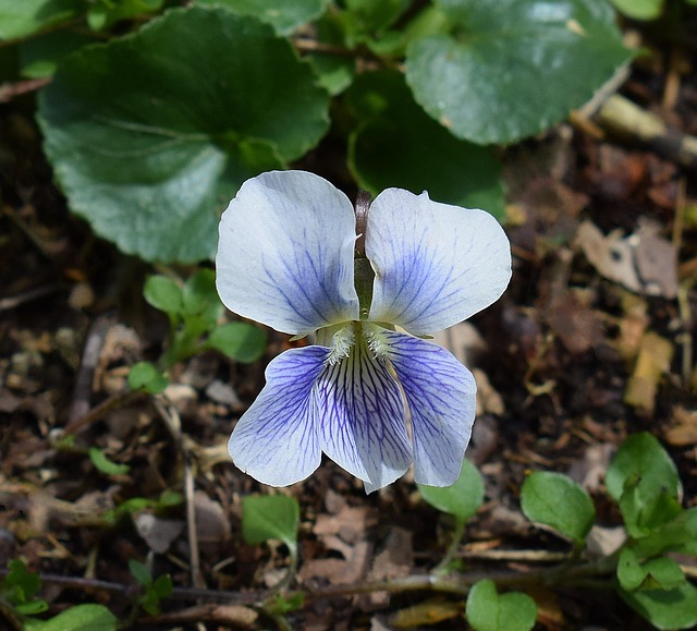 White And Purple Violet - Free photo on Pixabay