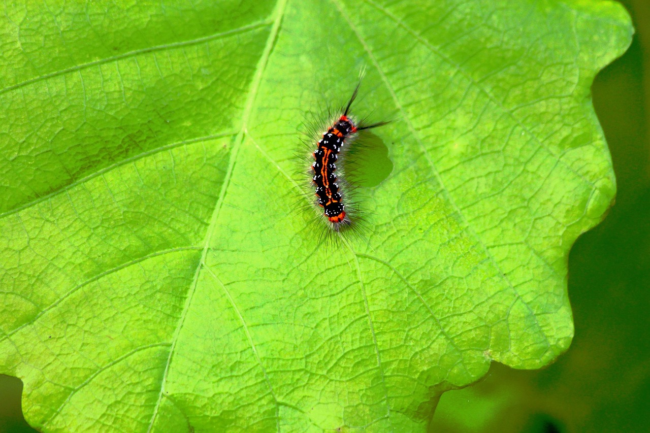 Oruga Insecto Brillantemente - Foto gratis en Pixabay - Pixabay