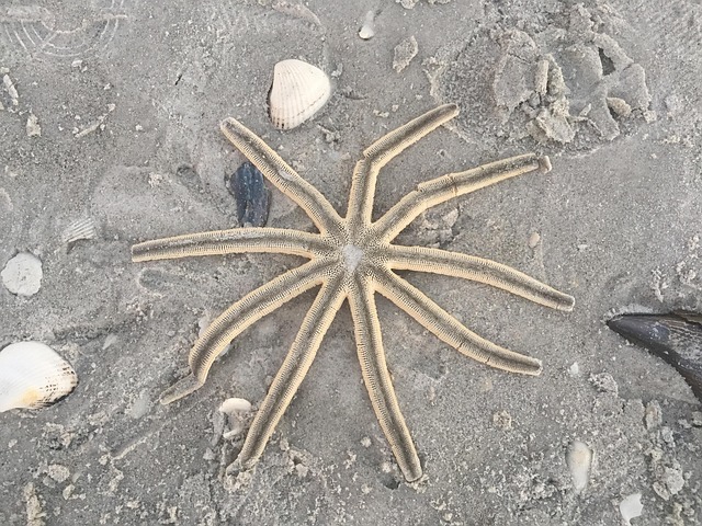 Seestern Leben Im Meer Wasser - Kostenloses Foto auf Pixabay - Pixabay