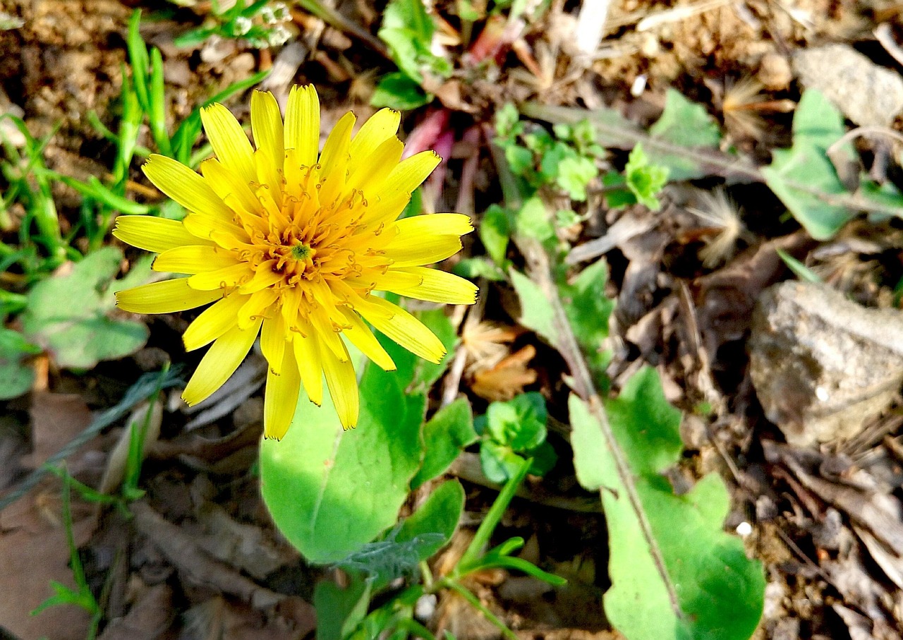 Dandelion Bunga Dan Tanaman Krisan - Foto gratis di Pixabay - Pixabay