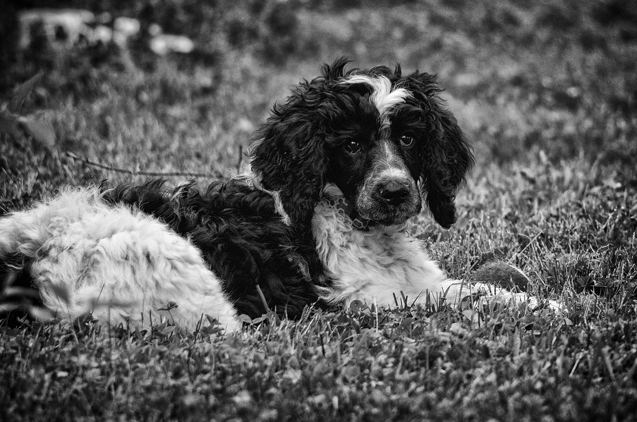 Caniche Chiot Chien Animal De - Photo gratuite sur Pixabay - Pixabay