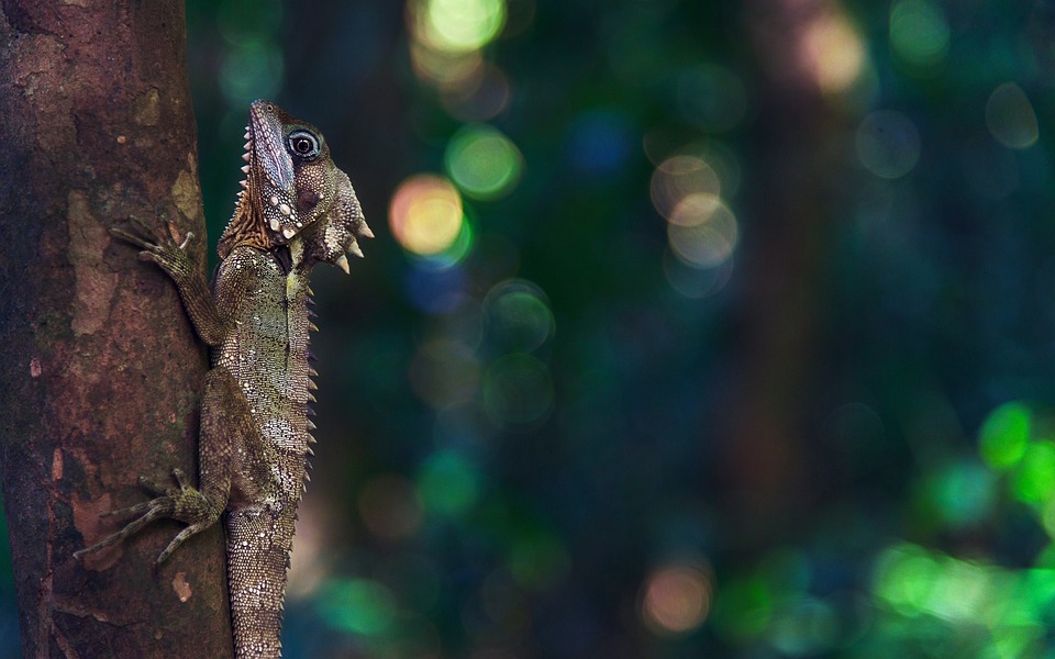 Firben Grene Dyret Så Klan - Gratis foto på Pixabay