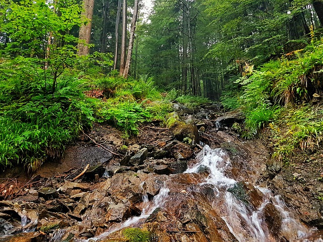 Natur Wald Wasser - Kostenloses Foto auf Pixabay - Pixabay