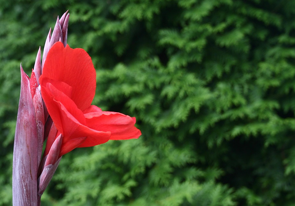Canna Flower Nature - Free photo on Pixabay - Pixabay