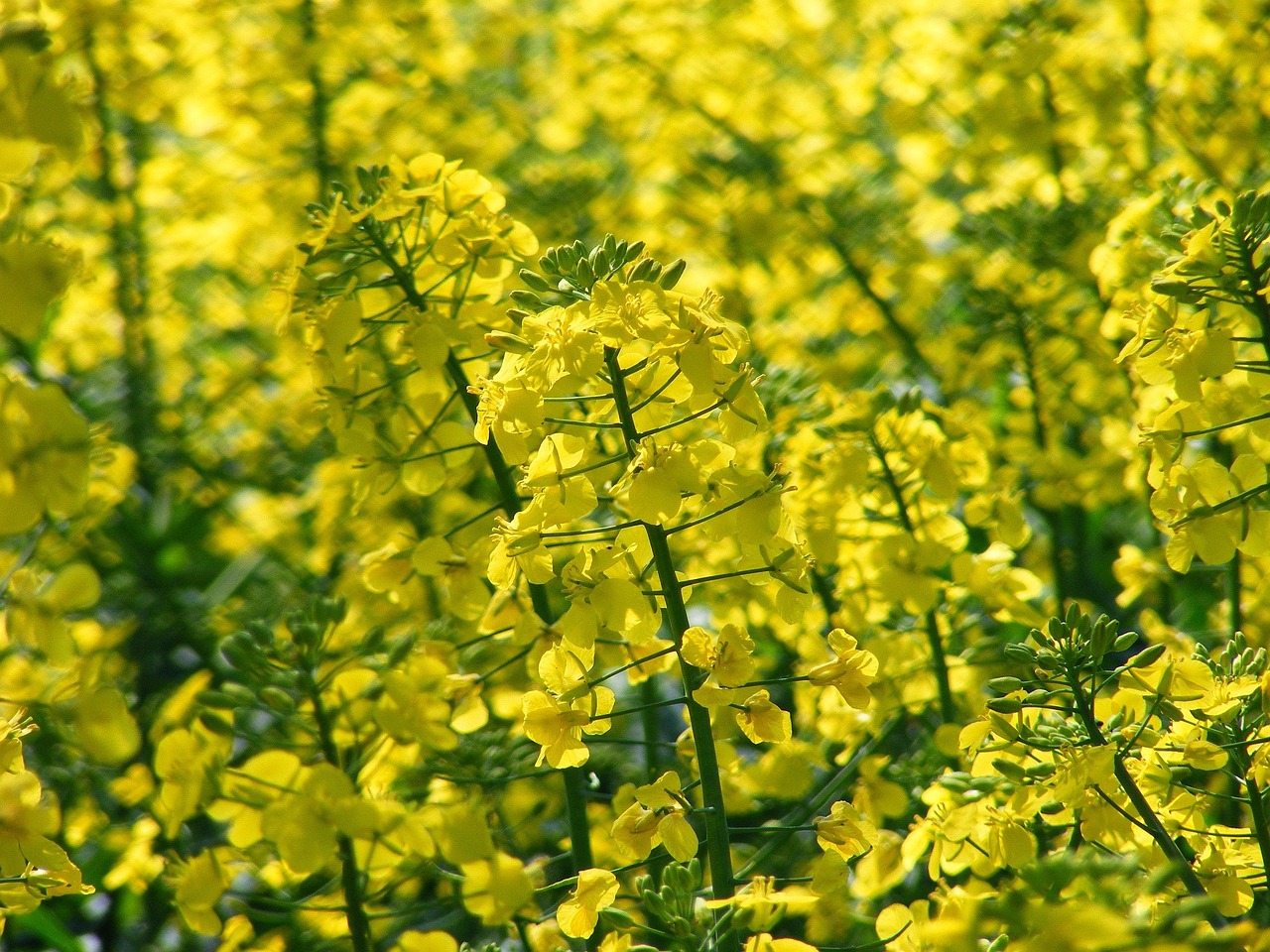 Field Of Rapeseeds Oilseed Rape - Free photo on Pixabay - Pixabay
