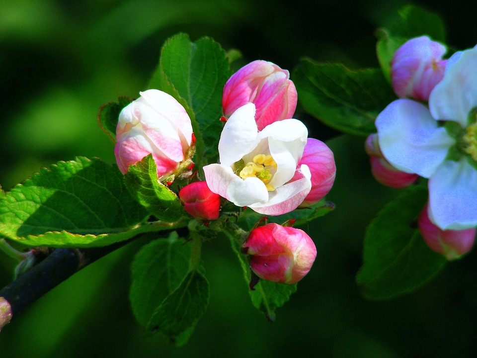 Apple Blossom Pink Red - Free photo on Pixabay - Pixabay