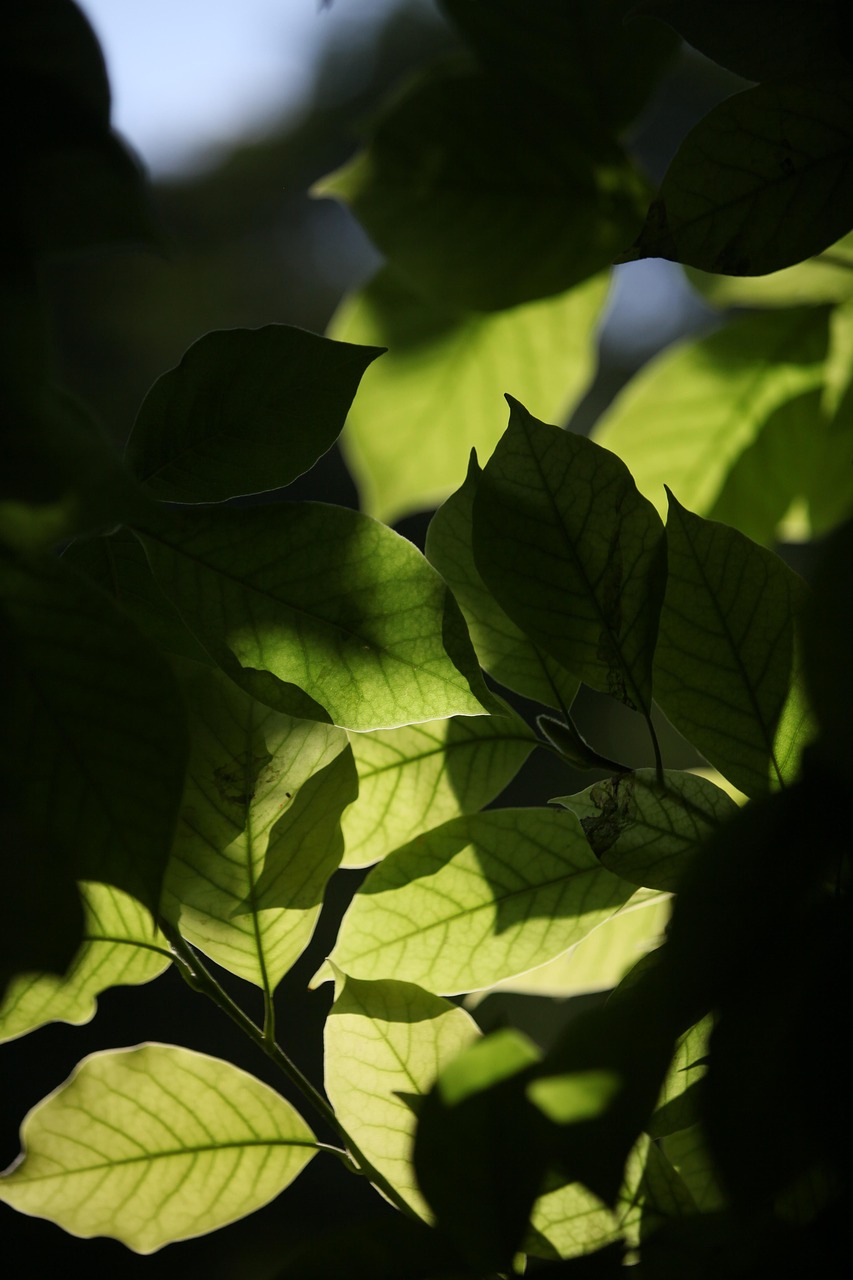 Foliage Transparency Backlight - Free photo on Pixabay