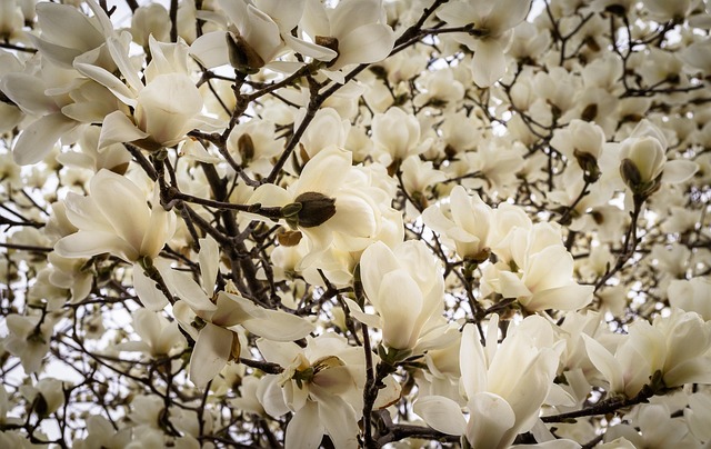 Magnolia Flower Nature - Free photo on Pixabay
