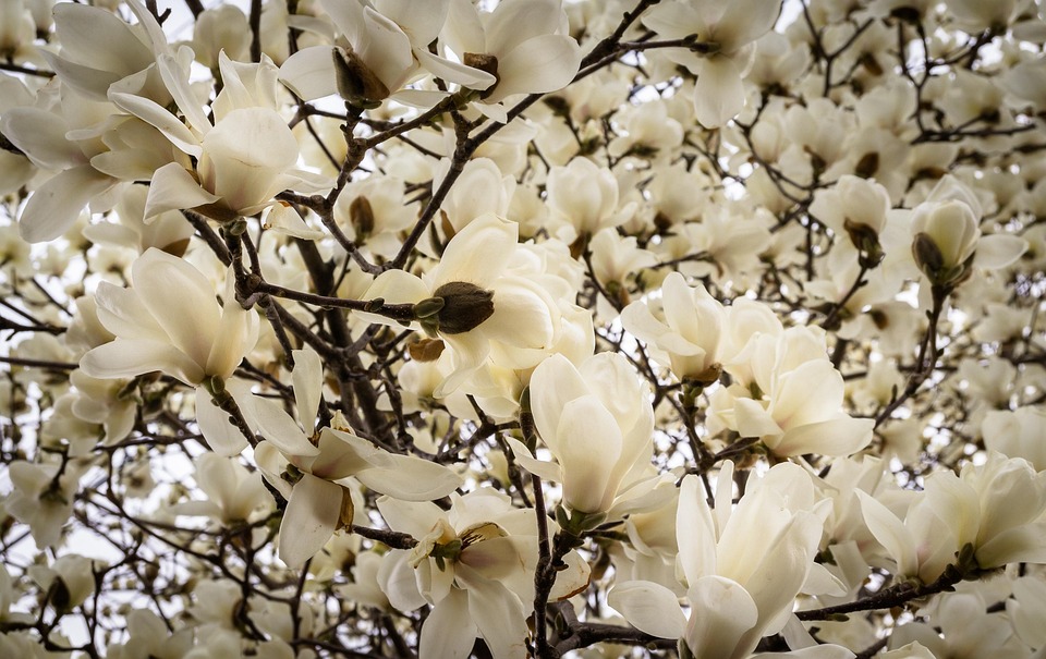 Magnolia Flower Nature - Free photo on Pixabay - Pixabay