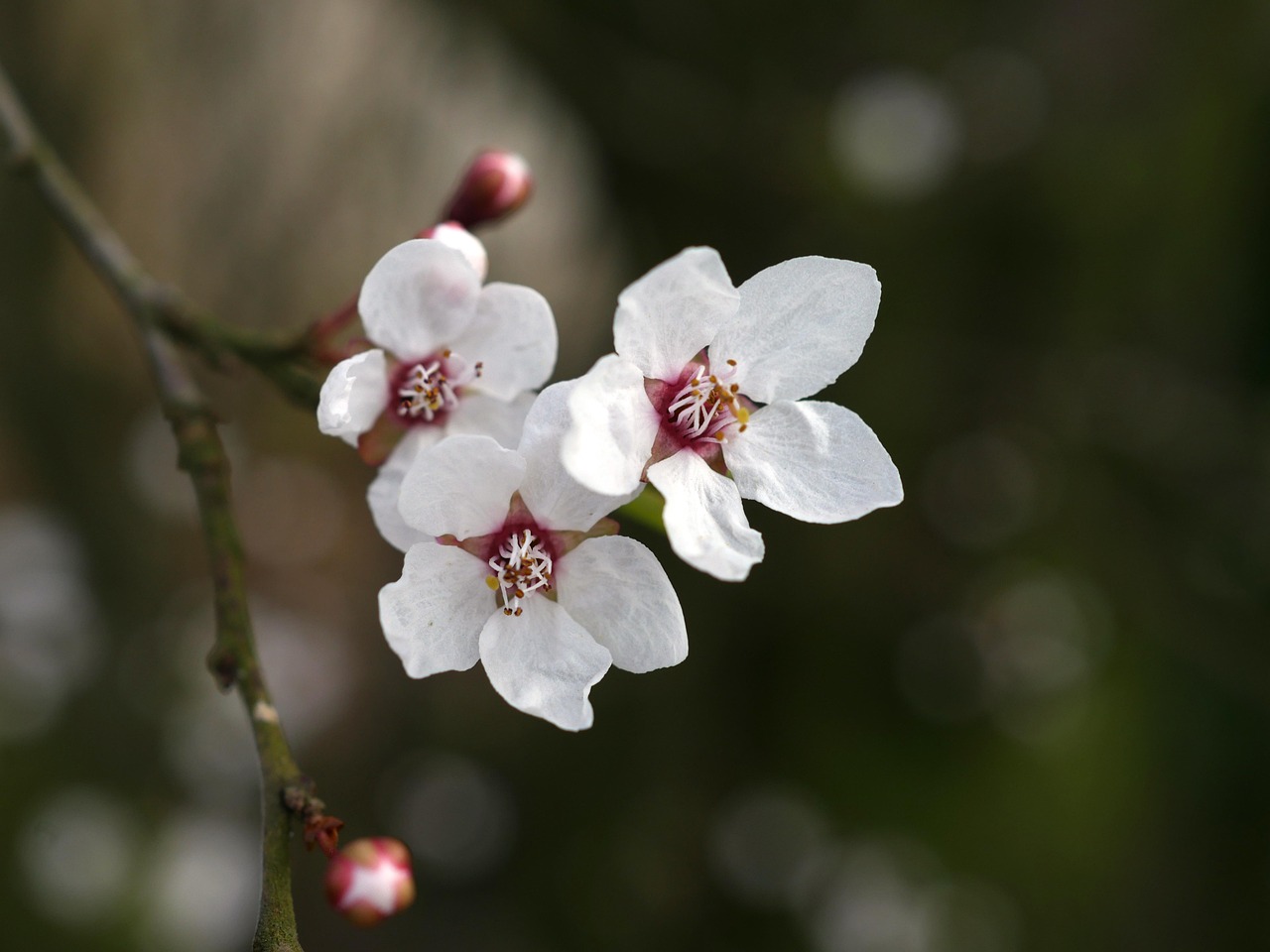 Spring Blossom Bloom - Free photo on Pixabay - Pixabay