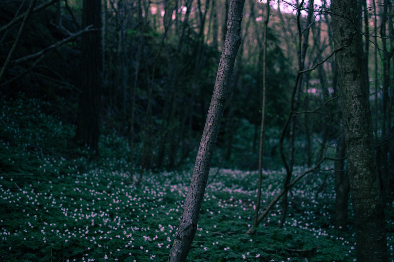 200+ Free Background Pathway & Pathway Images - Pixabay