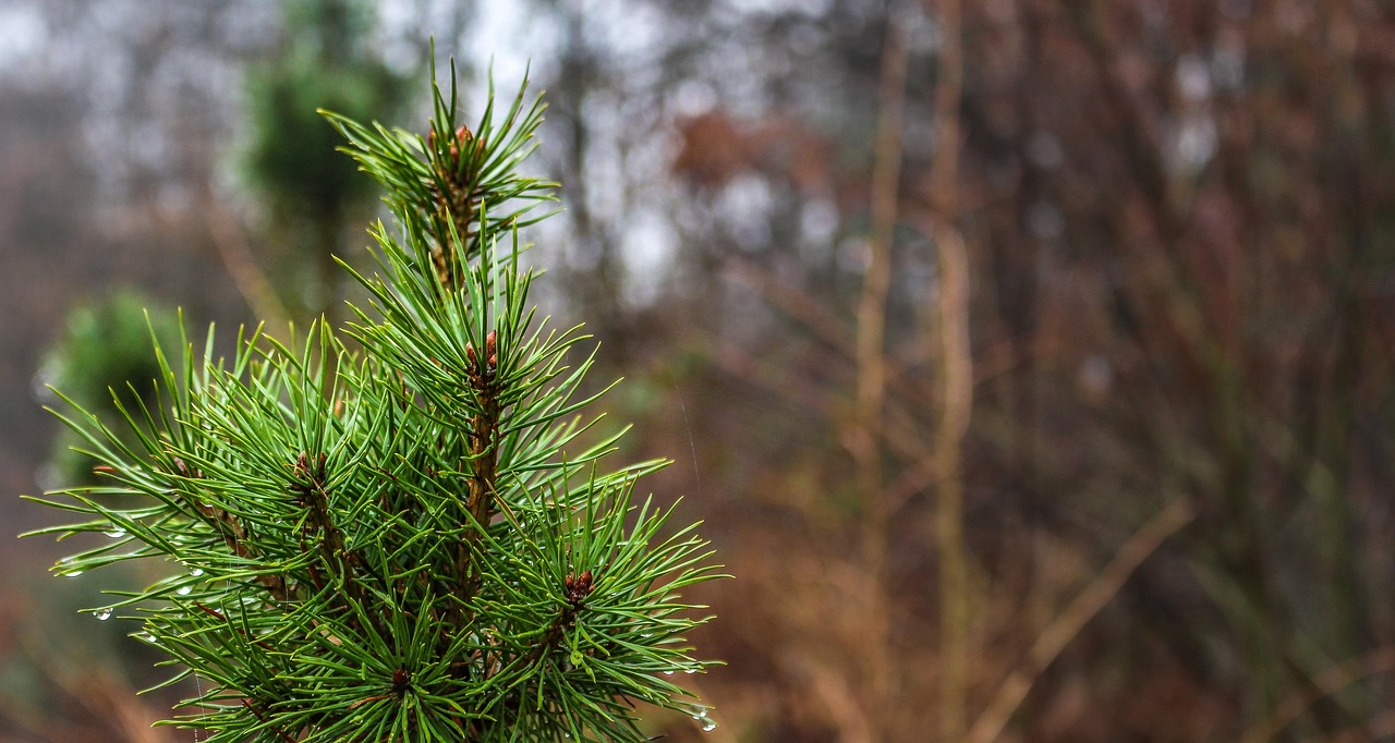 Plus de 40 photos gratuites de Verglas et de Hiver - Pixabay