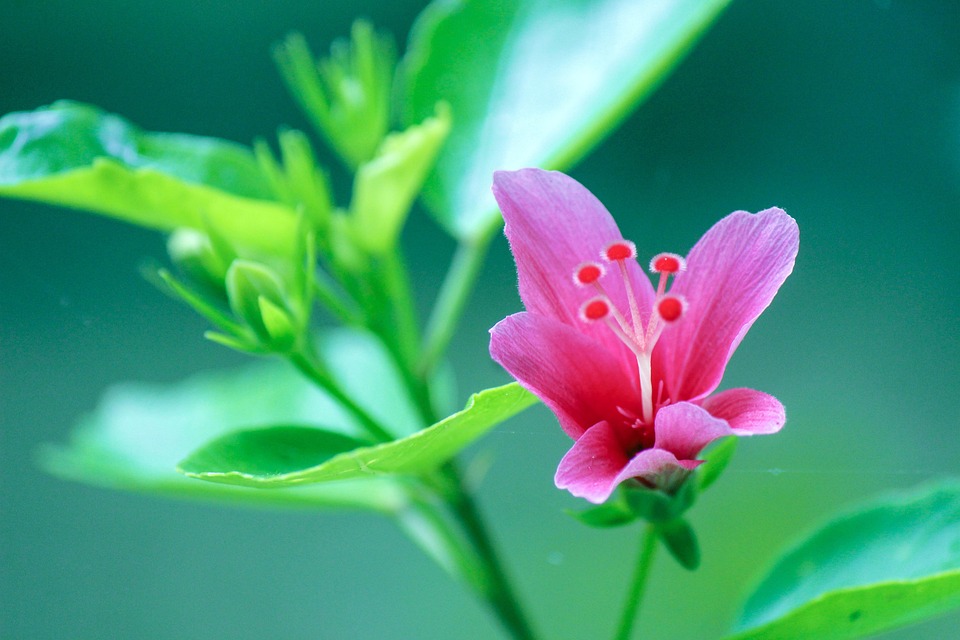 What Kind Of Flower Is Gumamela And Lily at Dayna Barker blog