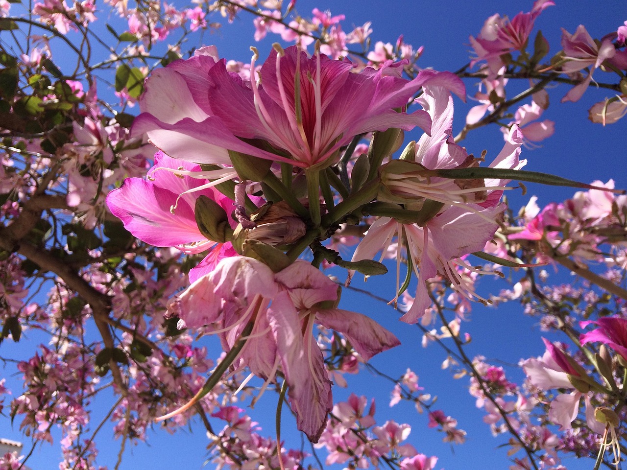 La Nature Fleurit Arbre En Fleurs - Photo gratuite sur Pixabay - Pixabay