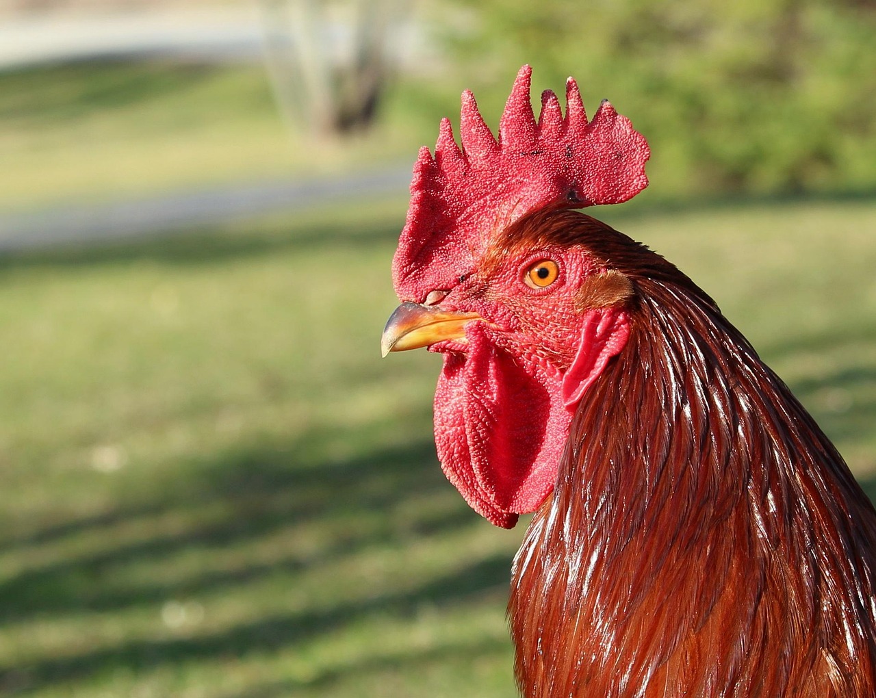 Rooster Proud Chicken - Free photo on Pixabay - Pixabay