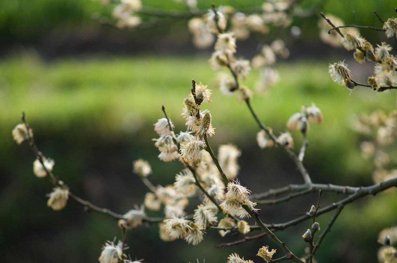 Spring Green Nature - Free photo on Pixabay