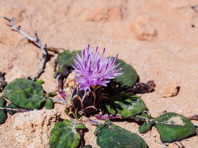 Centaurea Aegialophila Flower - Free photo on Pixabay - Pixabay